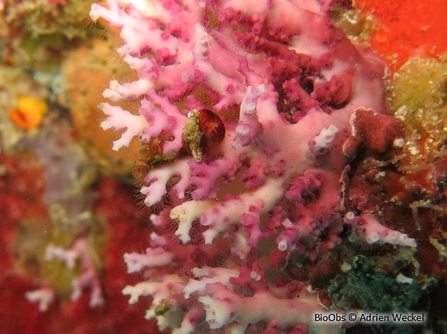 Corail dentelle rose - Stylaster roseus | BioObs