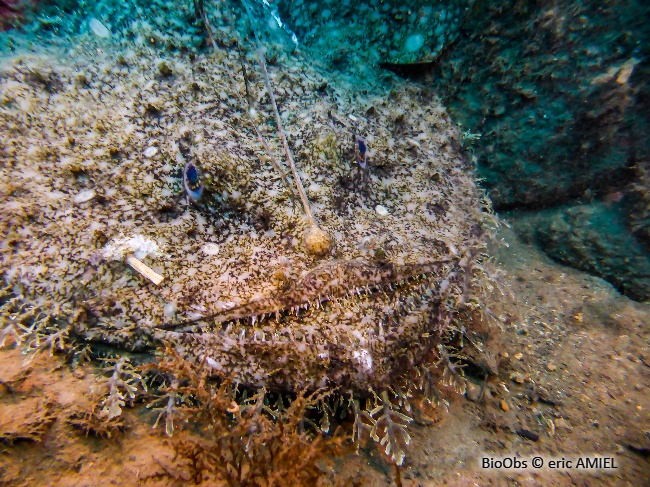 Baudroie - Lophius piscatorius | BioObs