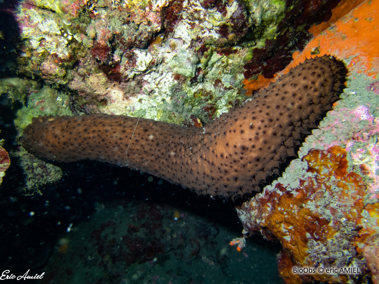 Holothurie tubuleuse - Holothuria (Holothuria) tubulosa | BioObs
