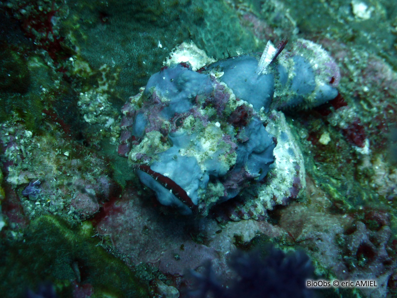 Poisson-pierre commun - Synanceia verrucosa | BioObs