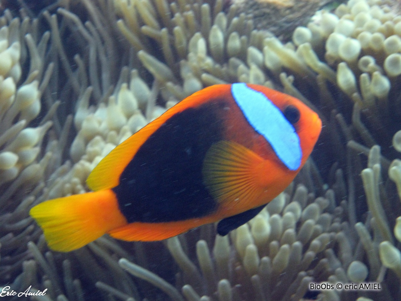 Poisson clown bistré - Amphiprion melanopus | BioObs
