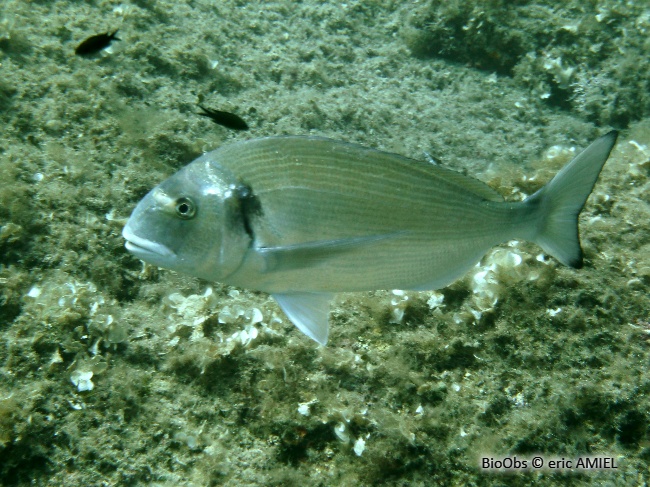 Dorade royale - Sparus aurata | BioObs