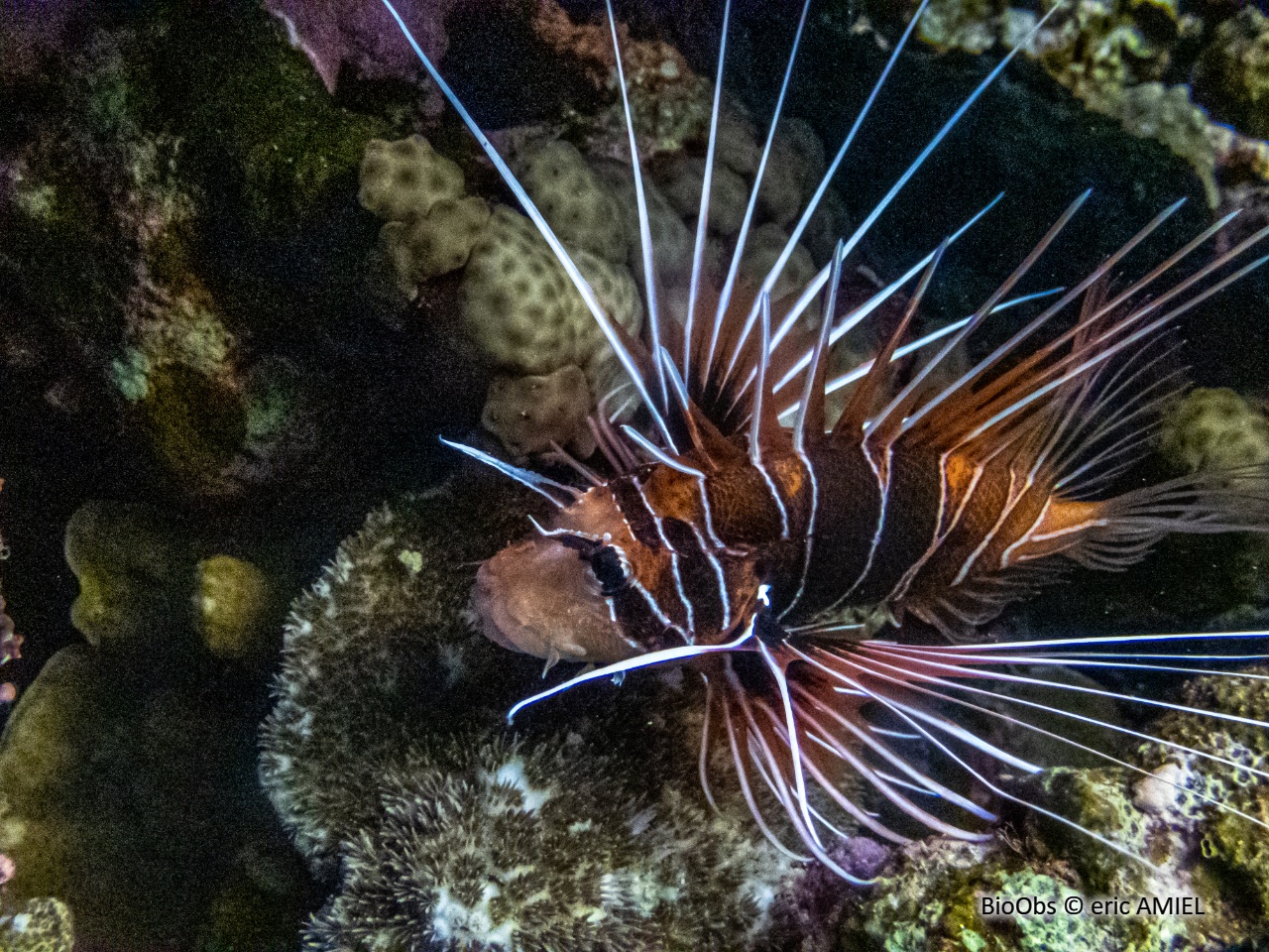 Poisson-scorpion de Mer Rouge - Pterois cincta | BioObs
