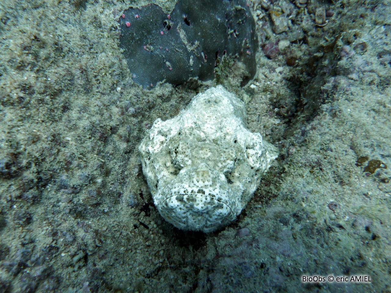 Poisson-pierre commun - Synanceia verrucosa | BioObs