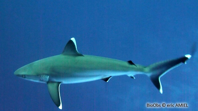 Requin pointes blanches - Carcharhinus albimarginatus | BioObs