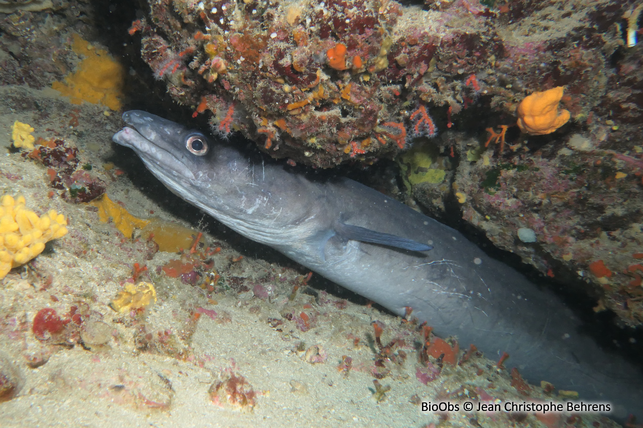 Congre - Conger conger | BioObs