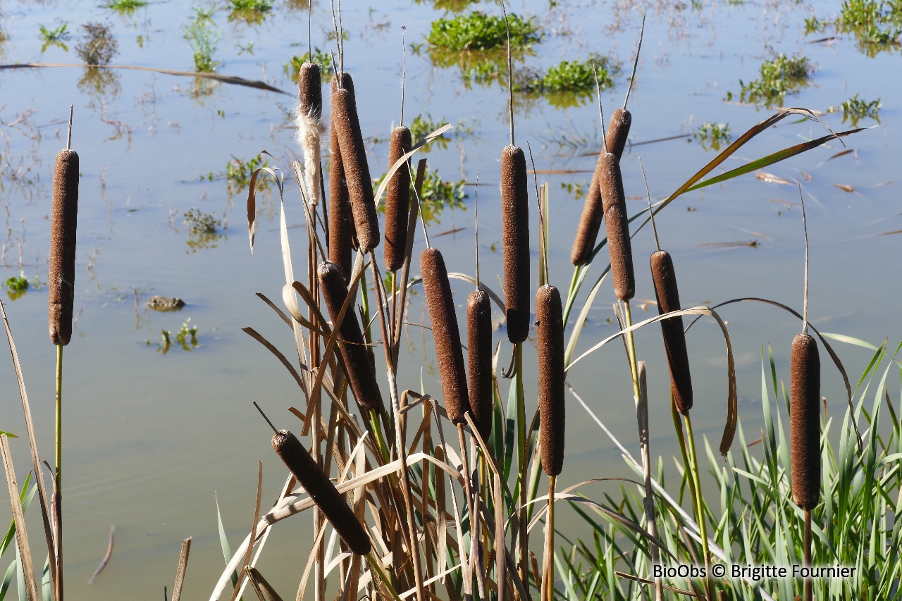 Massette à larges feuilles - Typha latifolia | BioObs