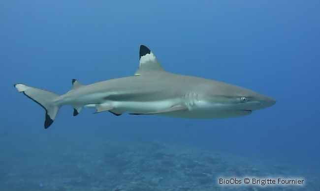 Requin pointes noires - Carcharhinus melanopterus | BioObs
