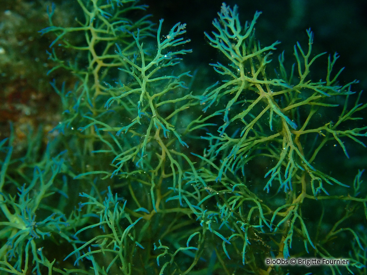Cystoseires de Méditerranée - Cystoseira sp | BioObs