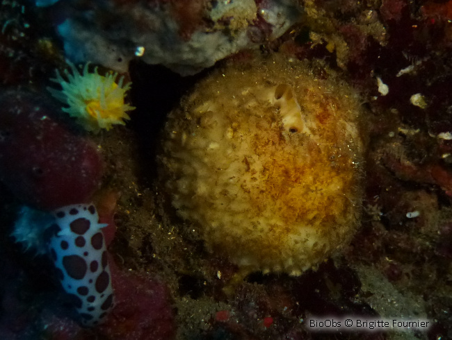 Eponge commune - Hippospongia communis | BioObs