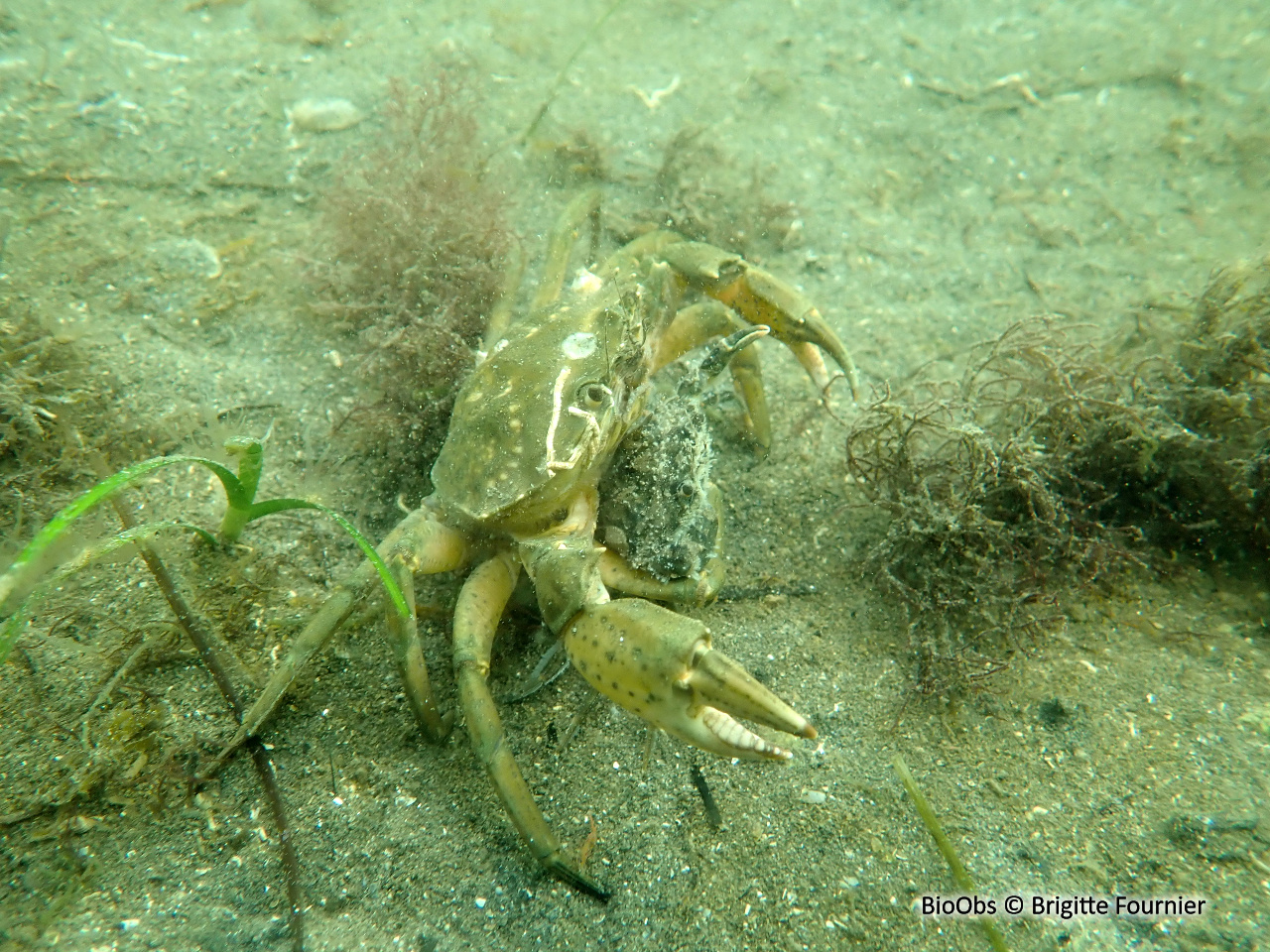Crabe vert de Méditerranée - Carcinus aestuarii | BioObs