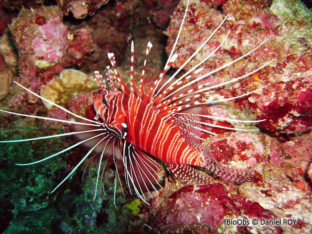 Poisson-scorpion à antennes - Pterois antennata | BioObs