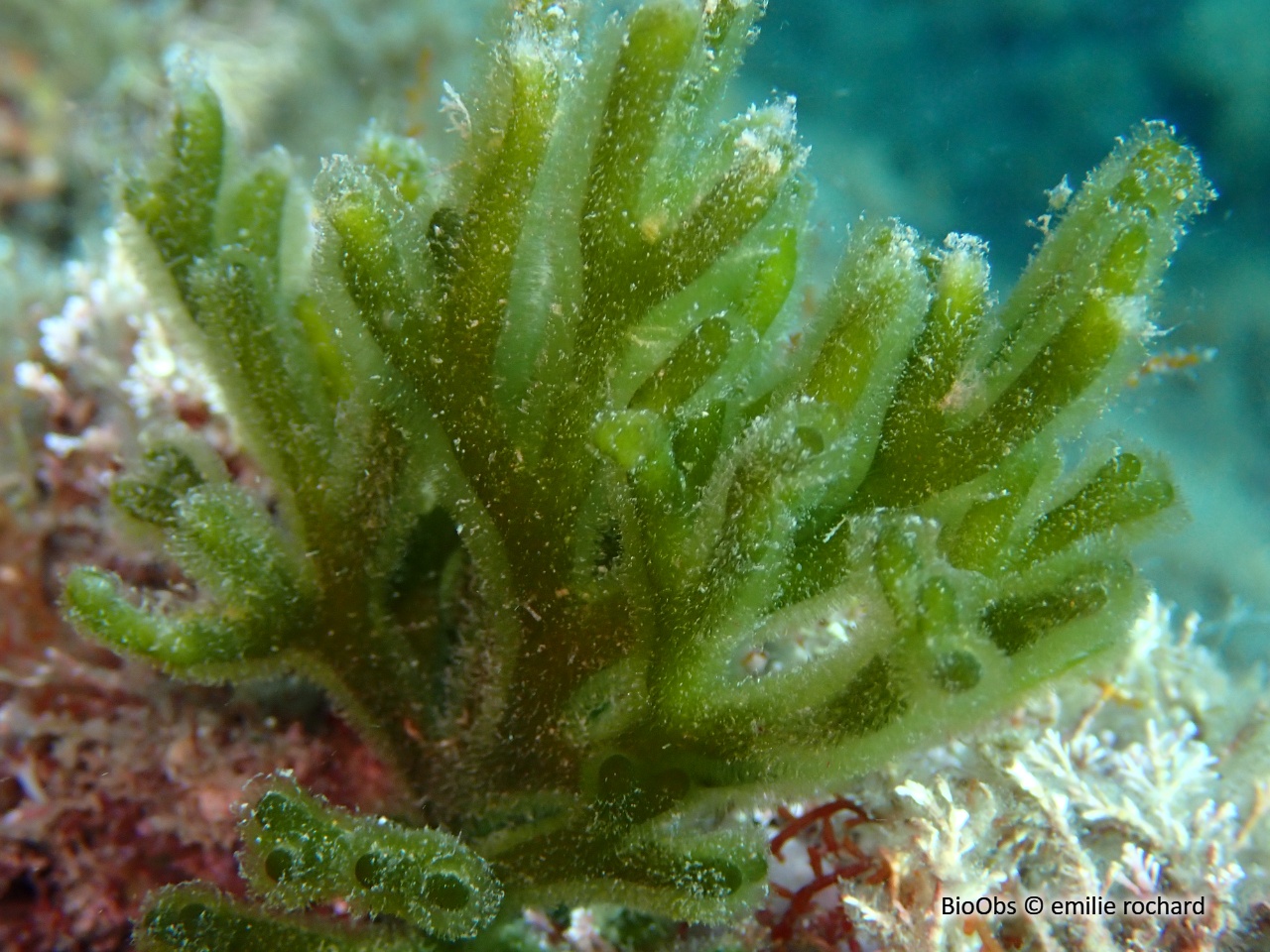 Codium fragile - Codium fragile | BioObs