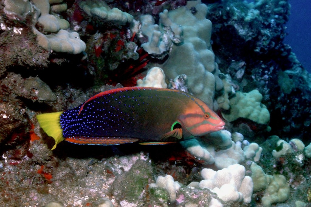 Girelle de Gaimard - Coris gaimard | BioObs