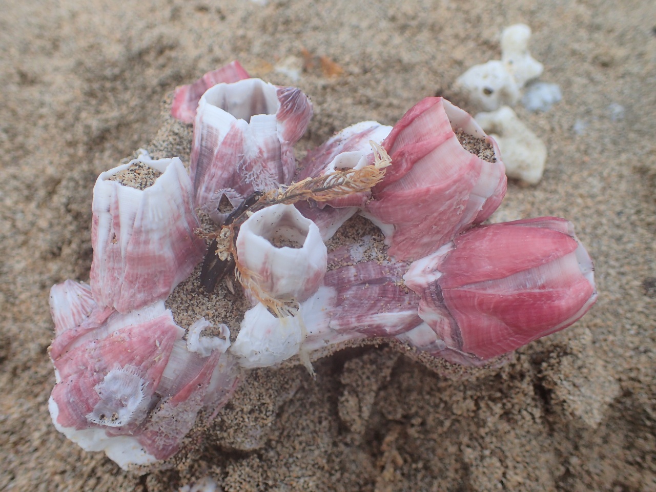 Balane tulipe de mer - Megabalanus tintinnabulum | BioObs