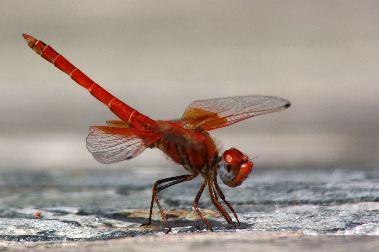 Trithémis de Kirby - Trithemis kirbyi | BioObs