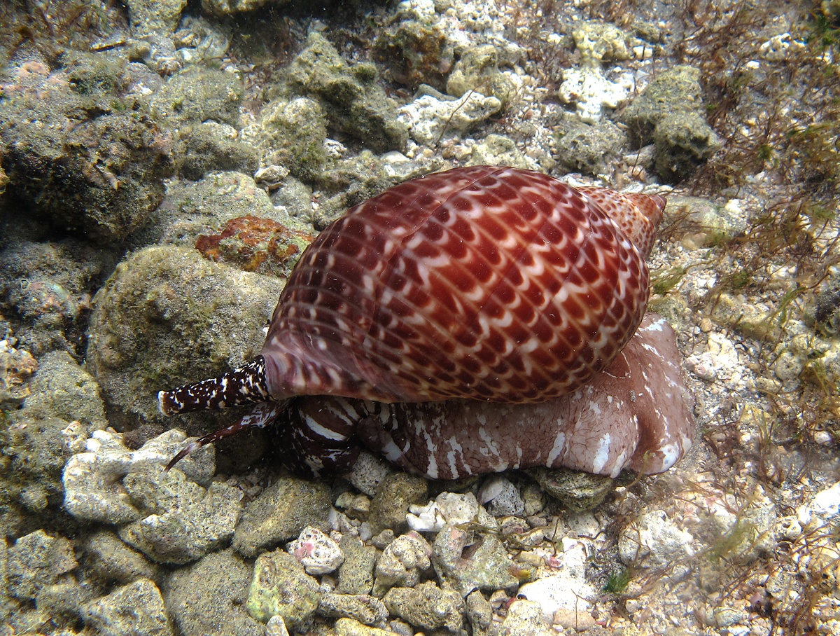 Tonne-perdrix - Tonna perdix | BioObs