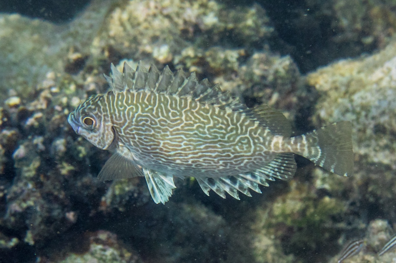 Petit sigan - Siganus spinus | BioObs