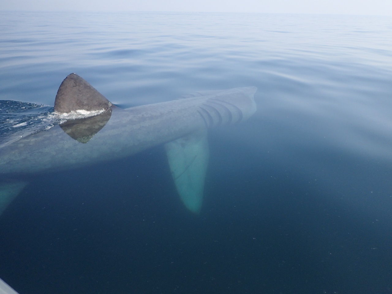 Requin pèlerin - Cetorhinus maximus | BioObs