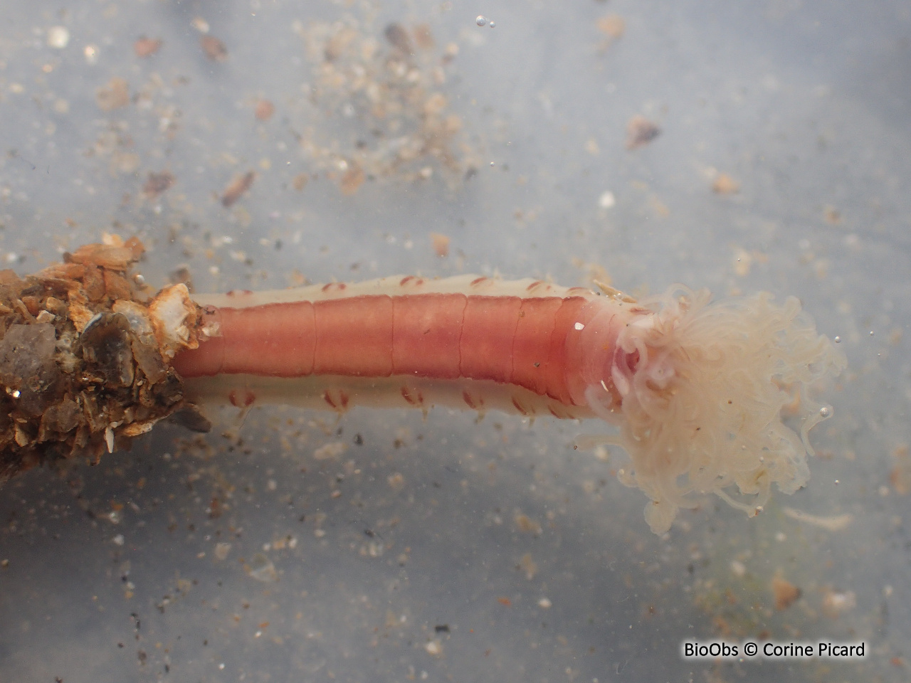 Lanice - Lanice conchilega | BioObs