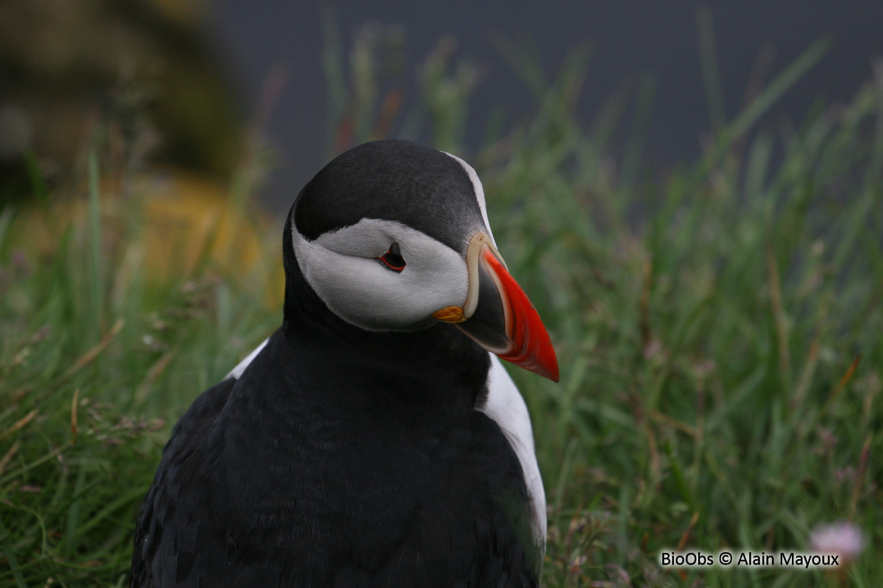 Macareux moine - Fratercula arctica | BioObs