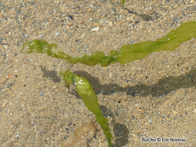 Entéromorphe - Ulva compressa | BioObs