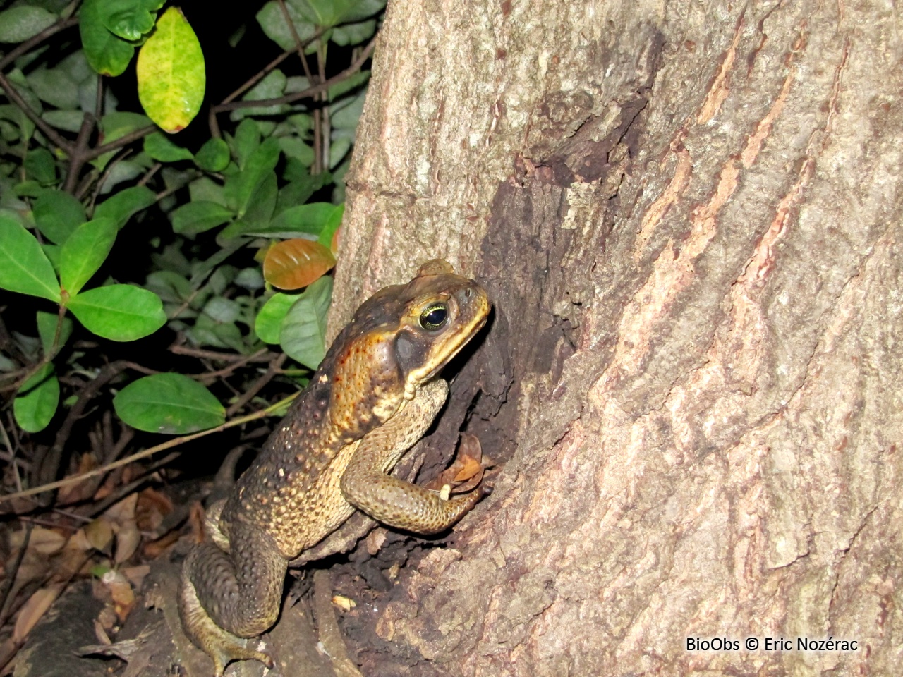 Crapaud buffle - Rhinella marina | BioObs