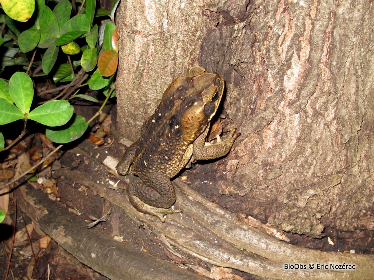 Crapaud buffle - Rhinella marina | BioObs