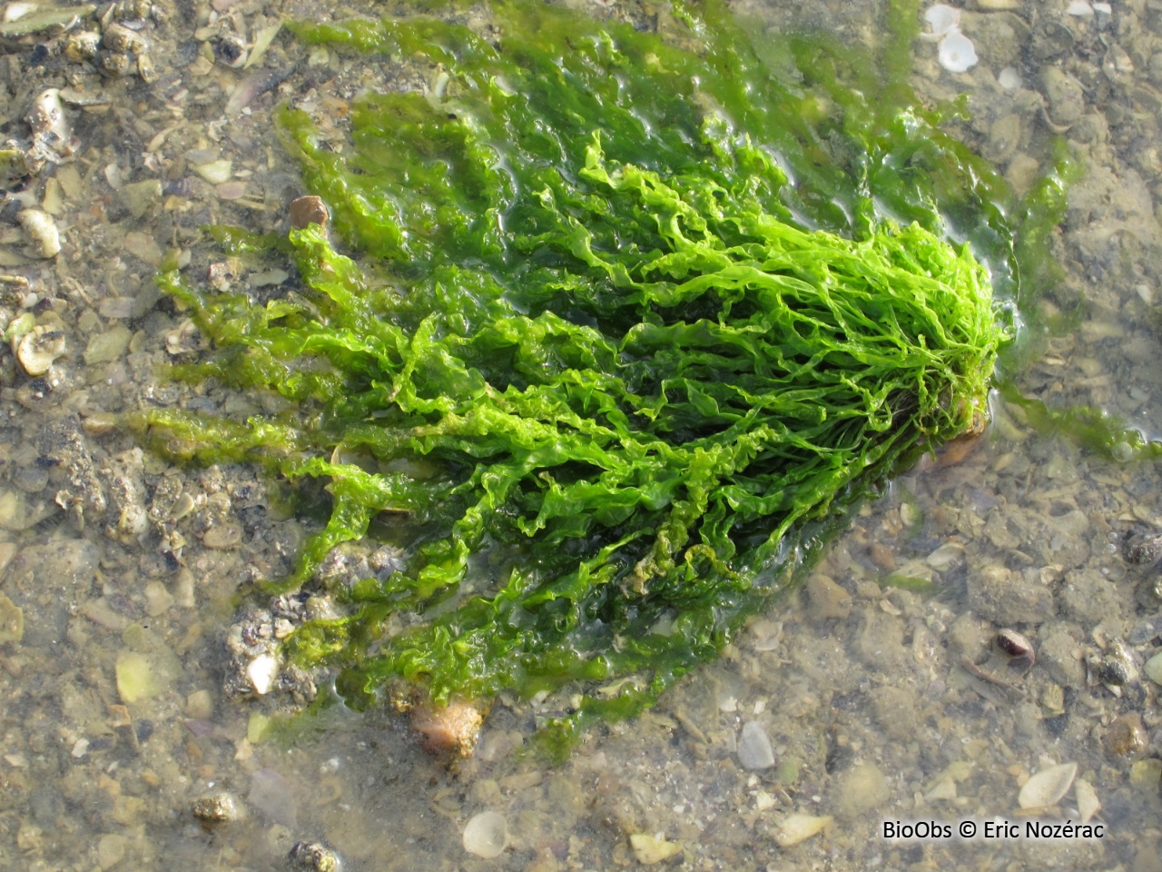 Entéromorphe intestinalis - Ulva intestinalis | BioObs