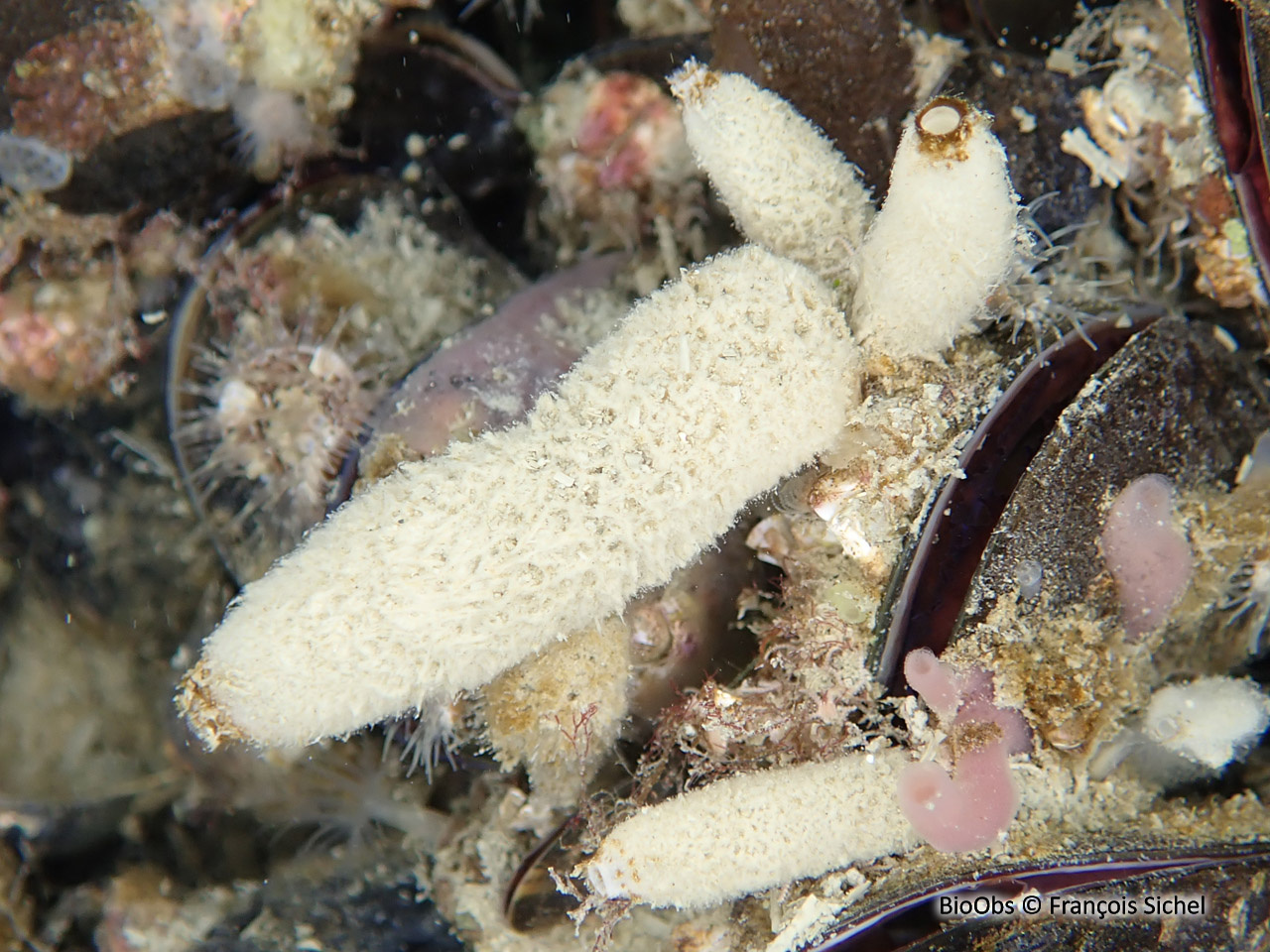 Grand sycon - Sycon quadrangulatum | BioObs