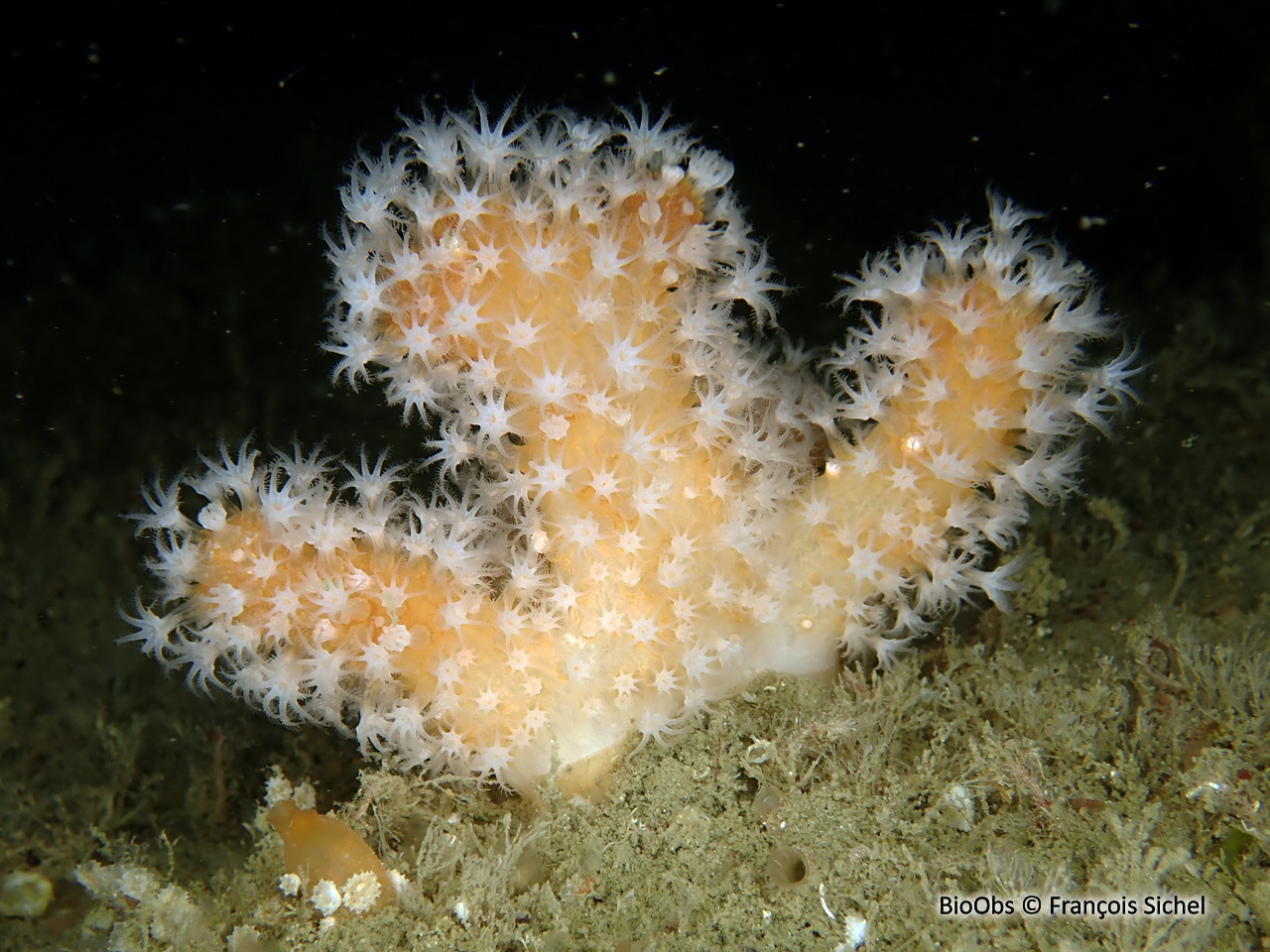 Alcyon jaune - Alcyonium digitatum | BioObs