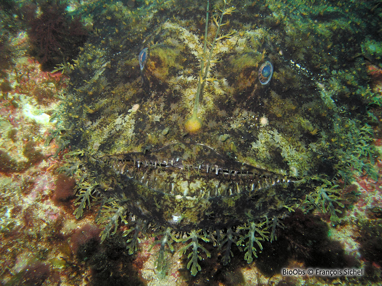 Baudroie - Lophius piscatorius | BioObs