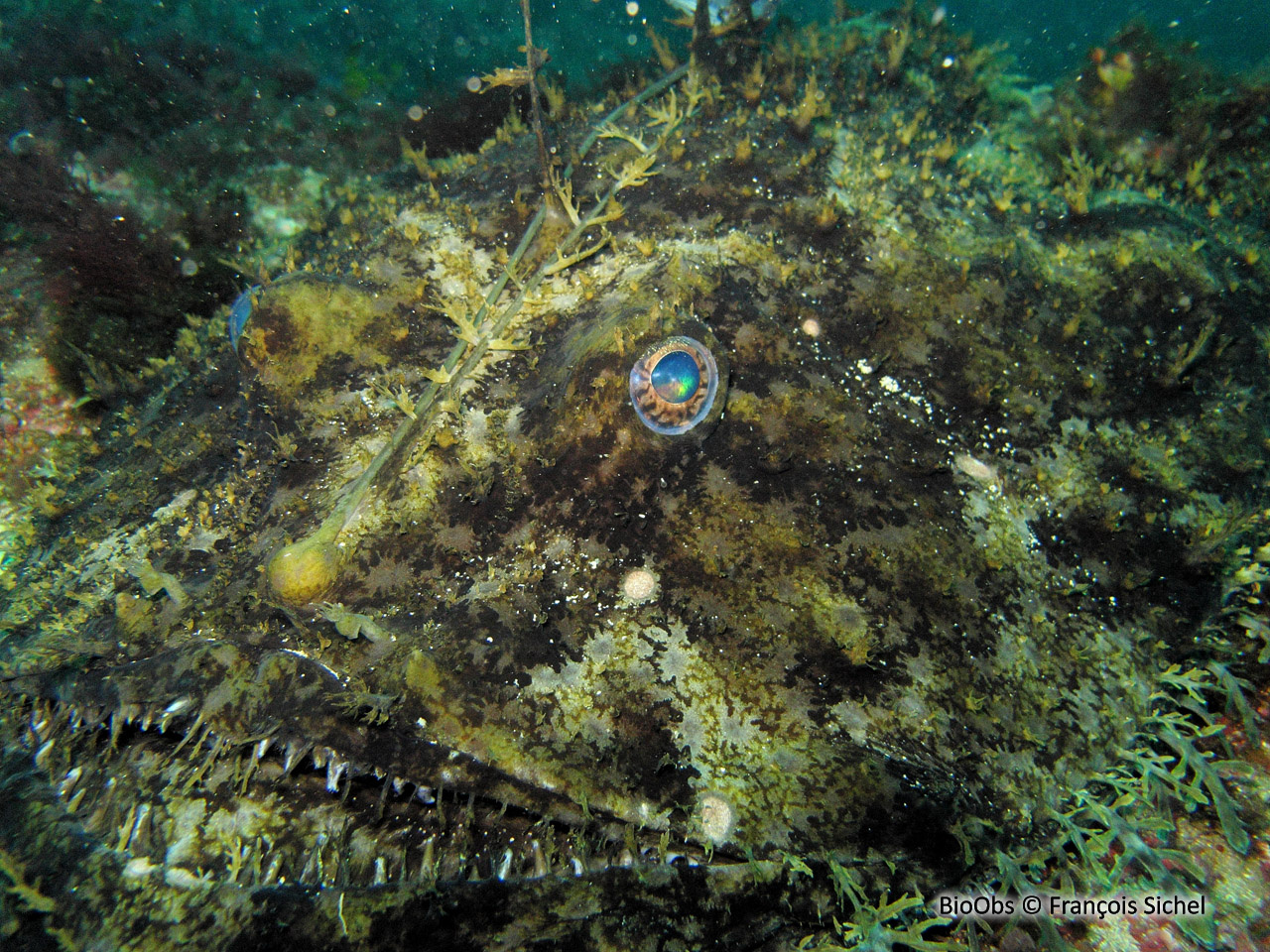 Baudroie - Lophius piscatorius | BioObs