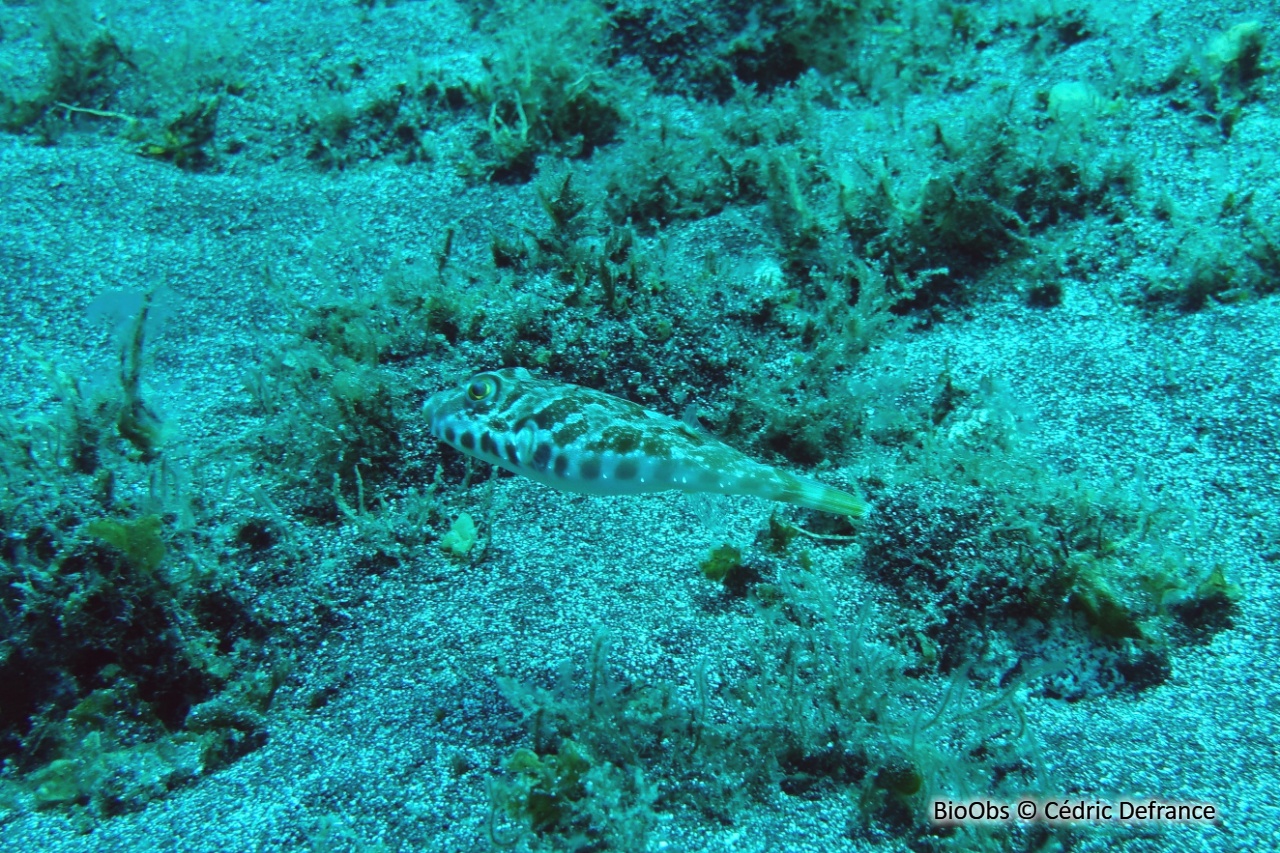 Poisson globe marbré - Sphoeroides marmoratus | BioObs