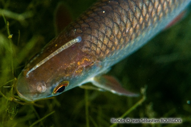 Sangsues piscicoles - Piscicola sp | BioObs